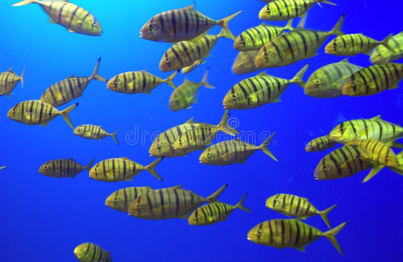 Yellow Fish in Tank stock image. Image of diving, water - 2270465