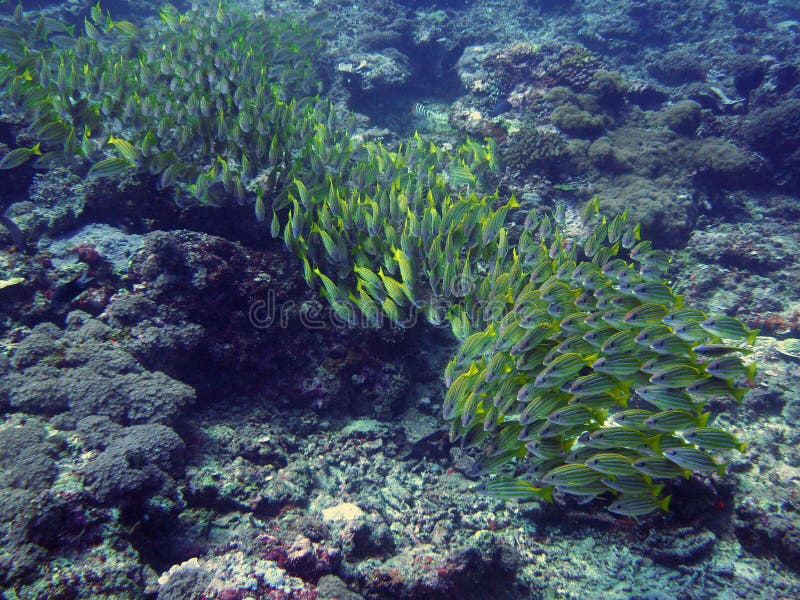 School of Yellow Fish at Gili Trawangan Stock Photo - Image of snapper ...