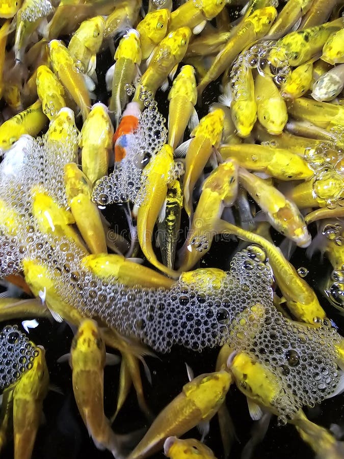 School of Yellow Fish on a Pond Stock Photo - Image of fruit, yellow ...