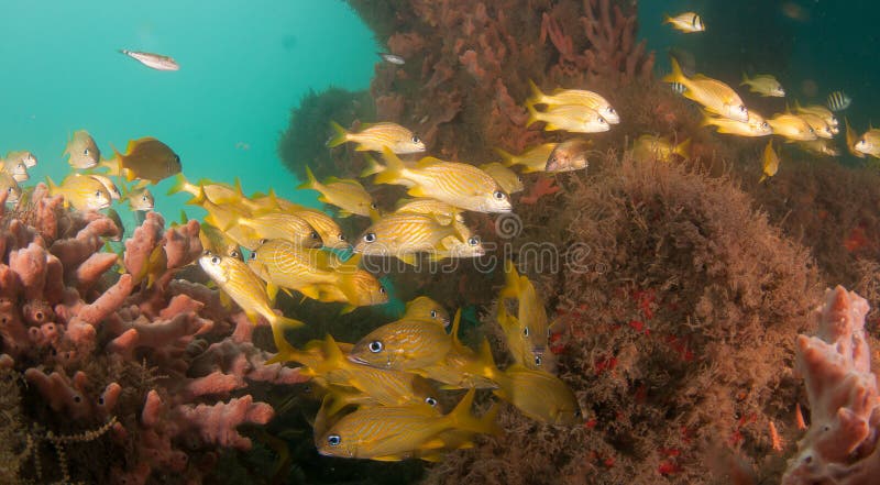 Underneath a pier stock photo. Image of oceanside, foam - 31851012