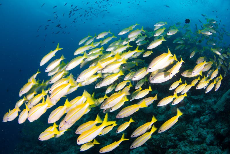 Snapper reef stock photo. Image of environment, diver, fins - 173384