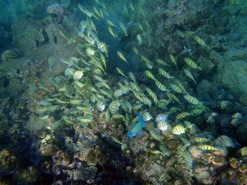 School of Yellow Tang Fish and a Parrot Fish Stock Photo - Image of ...