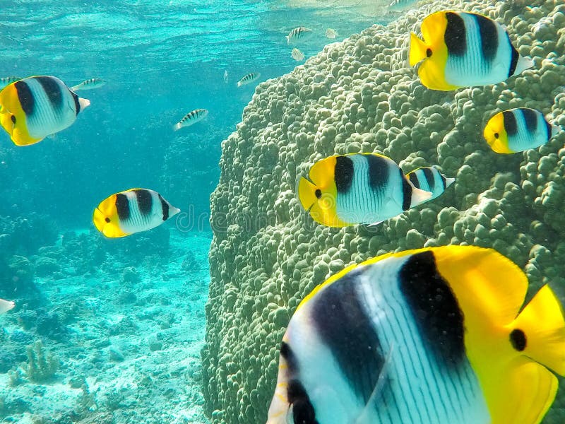 School of Yellow Tropical Fish Underwater in Bora Bora Coral Reef Stock ...