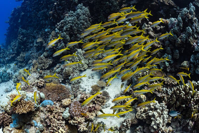 School of Yellowfin Goatfish Fish Stock Photo - Image of ecosystem ...