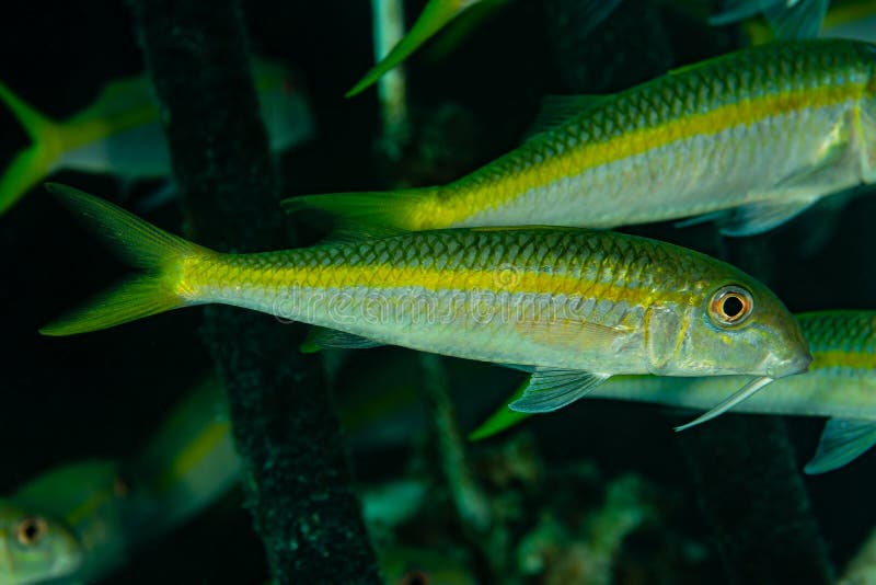 School of Yellowfin Goatfish Fish Yellow Stock Photo - Image of ...
