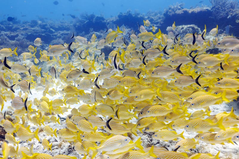 School of Yellowtail Snapper Fish Stock Image - Image of fish, habitat ...