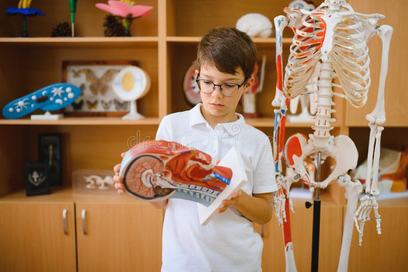 A Schoolboy Studies Models of Human Organs in Biology Class. Stock ...