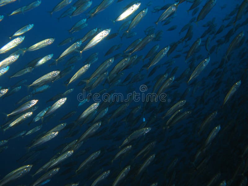 Schooling fish stock photo. Image of ocean, diving, water - 7108968