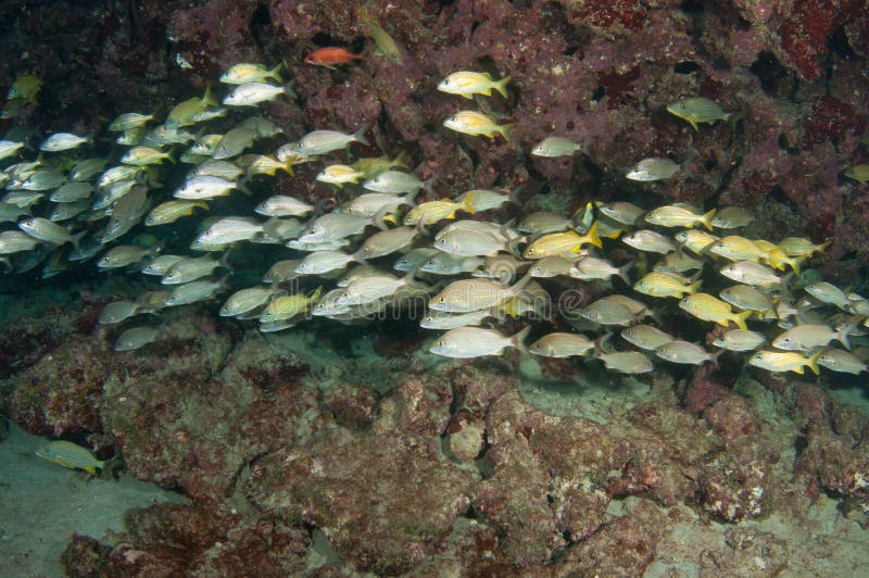 Schooling Fish on a Reef in South Florida. Stock Image - Image of fish ...