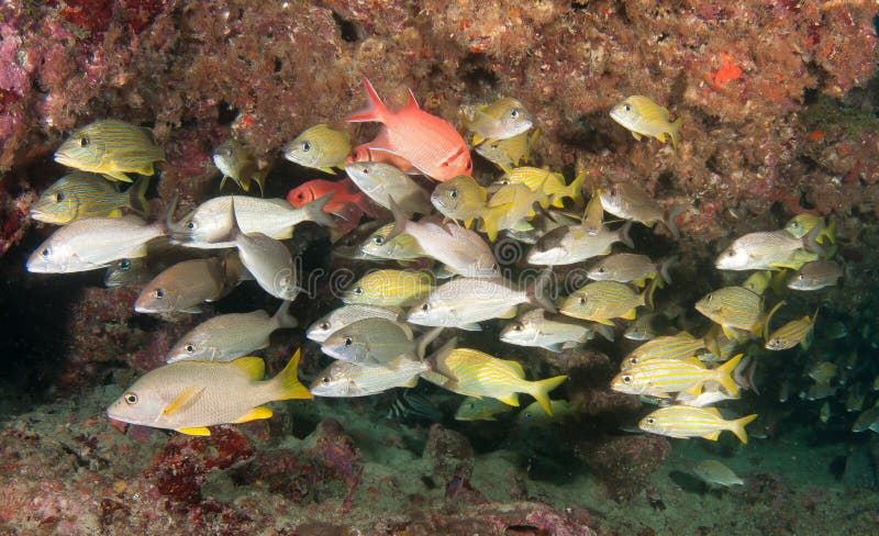 Schooling Fish on a Reef in South Florida. Stock Photo - Image of ...