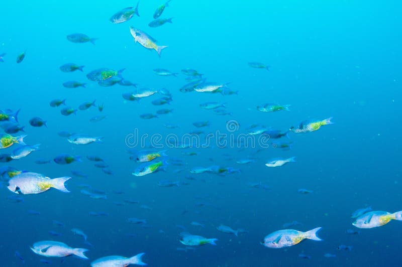Schooling Fish on a Reef in South Florida. Stock Image - Image of ...