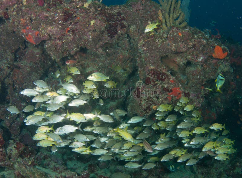 Schooling Fish on a Reef in South Florida. Stock Photo - Image of ocean ...