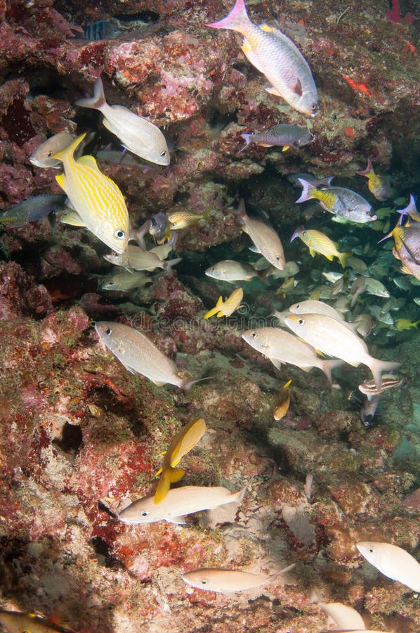 Schooling Fish on a Reef in South Florida. Stock Photo - Image of swim ...