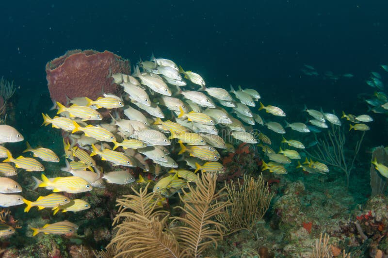 Schooling Fish on a Reef in South Florida. Stock Photo - Image of basin ...