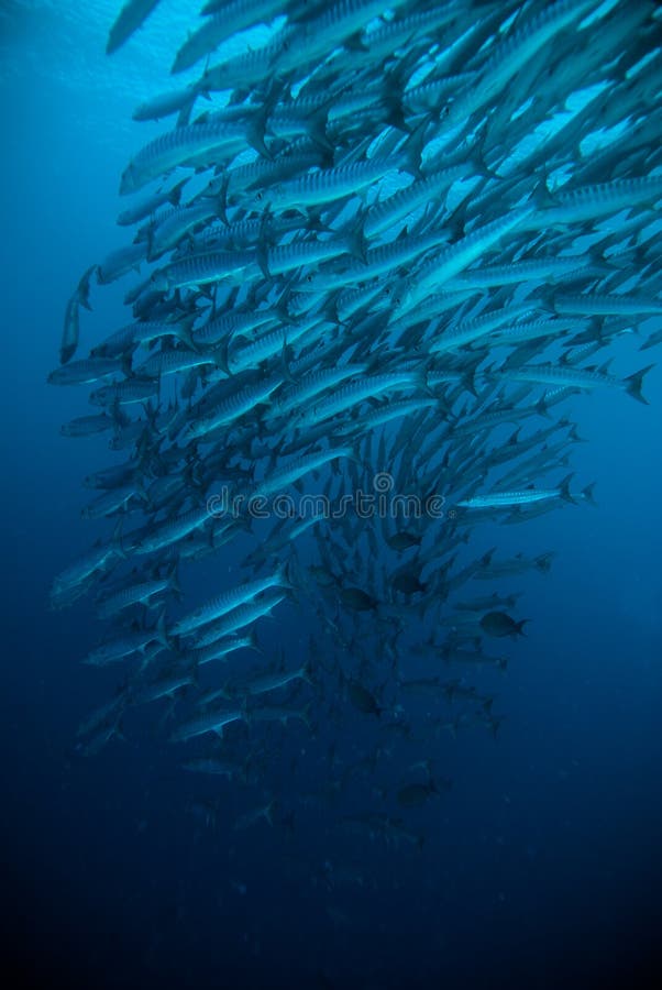 Schooling Fish Under Blue Ocean Indonesia Scuba Diving Diver Barracuda ...