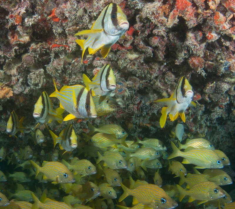 Schooling Fish on a Reef in South Florida. Stock Image - Image of wreck ...