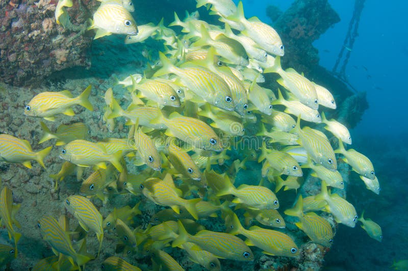Schooling Fish on a Wreck in Key West. Stock Photo - Image of ...