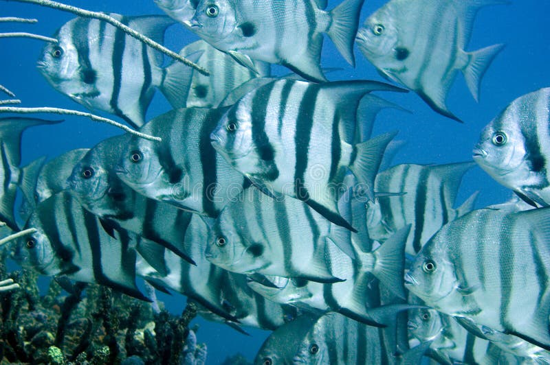 Spadefish stock photo. Image of reef, saltwater, caribbean - 19890058