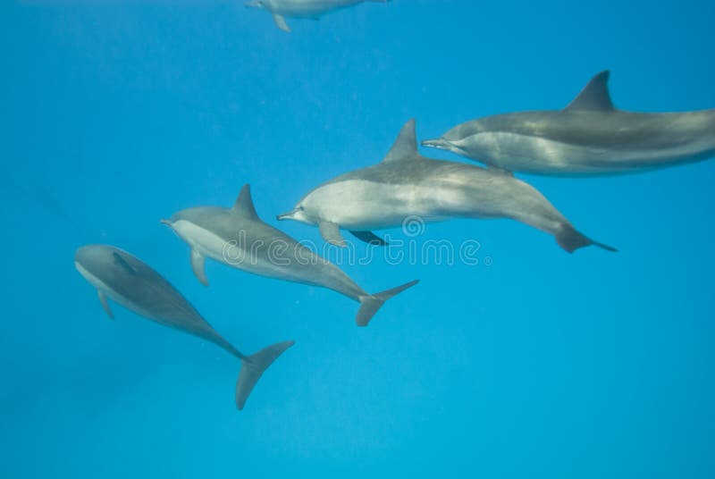 Schooling Spinner Dolphins. Selective Focus. Stock Image - Image of ...