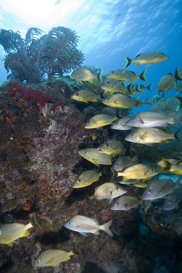 498 Underwater Key Fish Stock Photos - Free & Royalty-Free Stock Photos ...