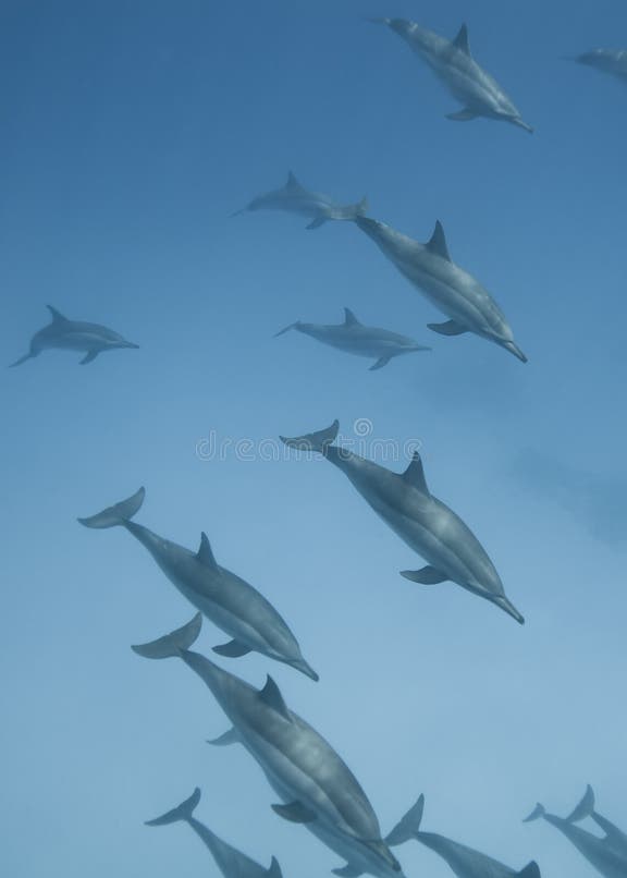 Schooling Wild Spinner Dolphins. Stock Photo - Image of behaviour ...