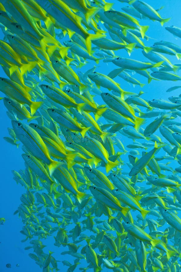 Yellowtail Fish on Great Barrier Reef Australia Stock Image - Image of ...