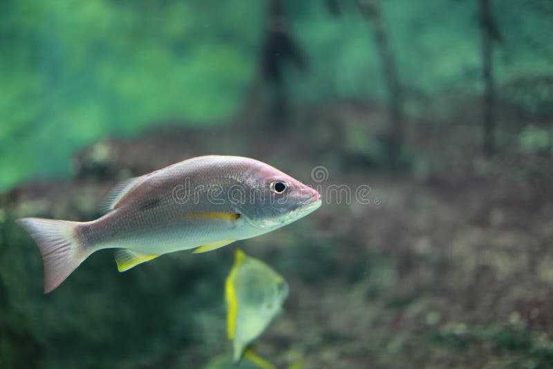 Schoolmaster Snapper,Lutjanus Apodus Stock Photo - Image of antilles ...