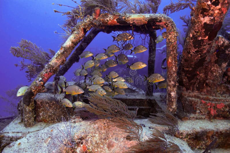 Schoolmaster Snapper Fish Underwater Near a Rusty Old Structure Stock ...