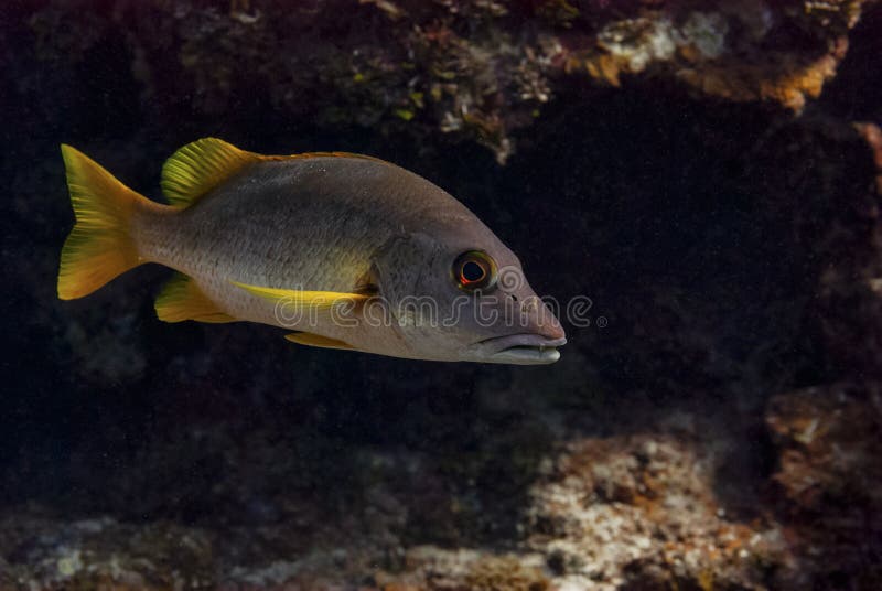 Schoolmaster Snapper in Little Cayman Stock Photo - Image of apodus ...