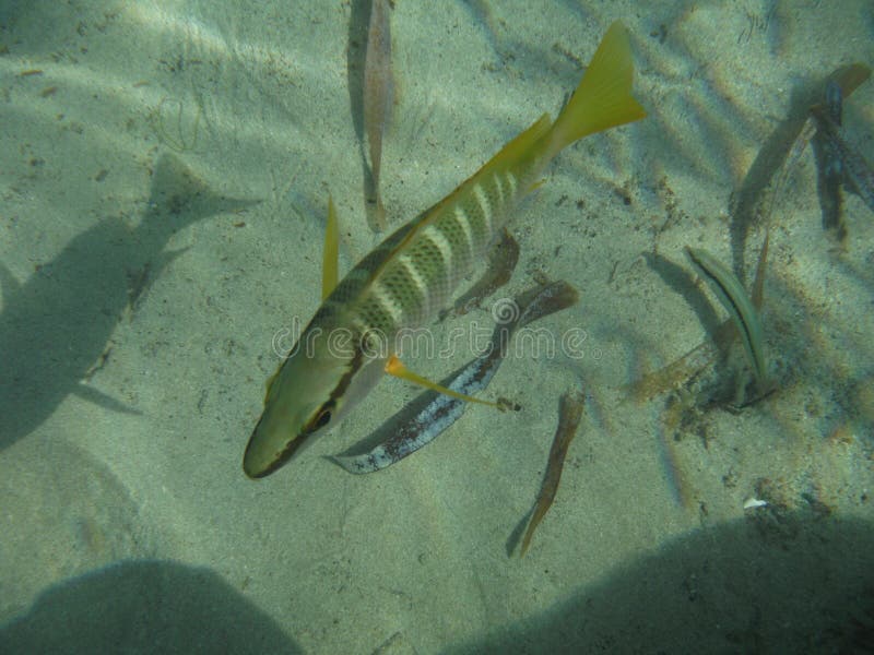 Schoolmaster Snapper stock photo. Image of fish, wild - 352455732