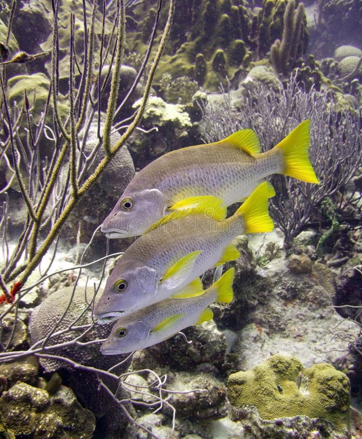 Schoolmaster fish stock photo. Image of natural, blue - 42132430