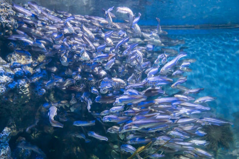 Schools of Fish in Aquarium Swimming in Aquarium. Stock Photo - Image ...