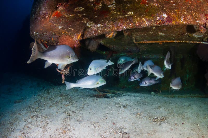 Schools of Fish Around an Old, Large Underwater Shipwreck on a Coral ...