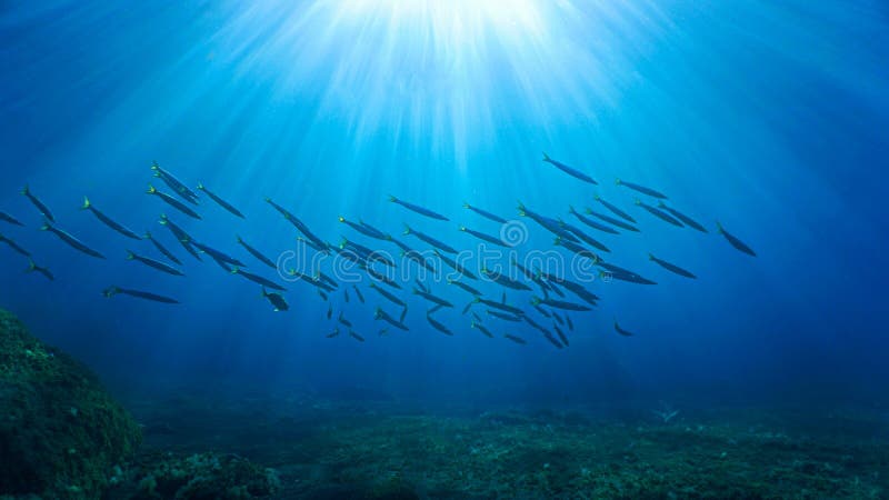 Schools of Fish in Rays of Light Stock Image - Image of dive ...