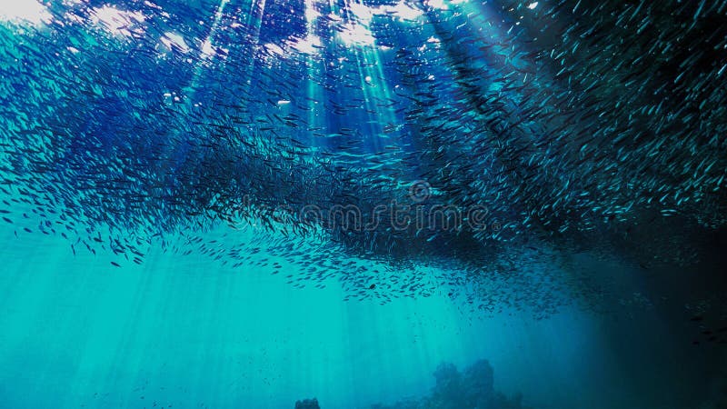 Schools of Fish in Rays of Light Stock Photo - Image of dream, fantasy ...