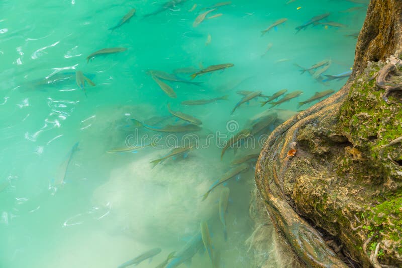 Schools of fish. stock photo. Image of landmark, fall - 32861588