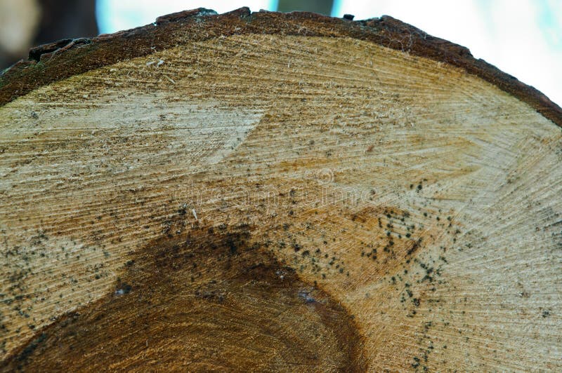 Schors, boom, textuur stock foto. Image of installatie - 81656460