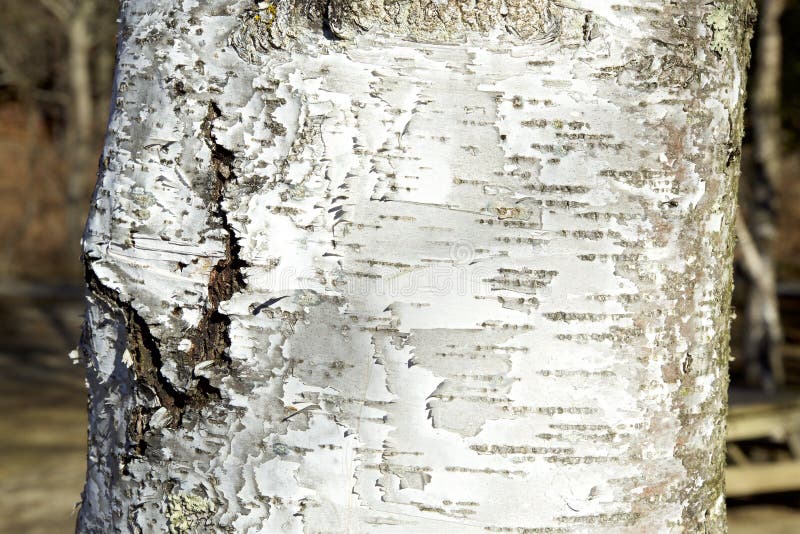 Bast van een witte berk stock afbeelding. Image of huid - 83357755