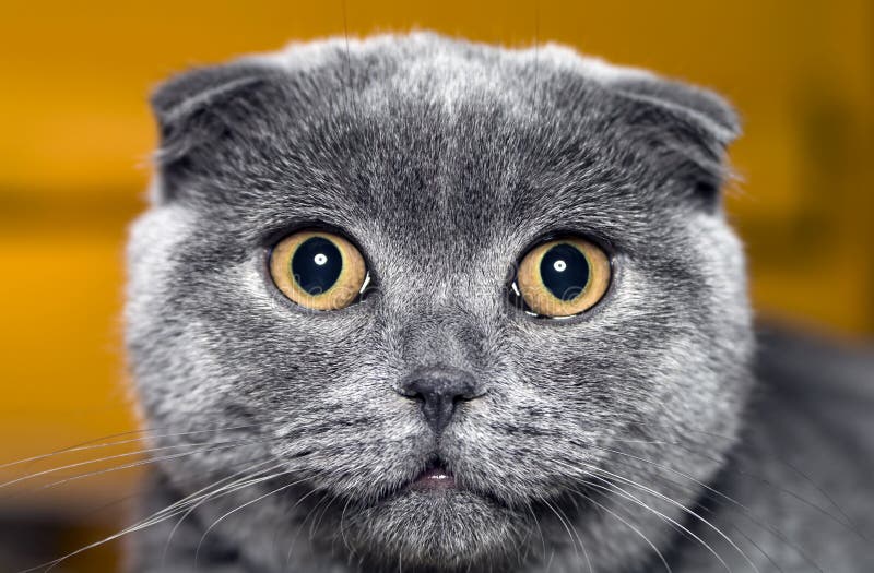 Schotse Met Hangende Oren Van De Kat Stock Foto - Image of rauw ...