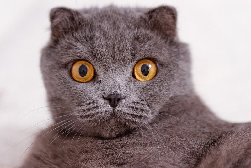 Schotse Met Hangende Oren Kat Stock Foto - Image of cultuur, grappig ...