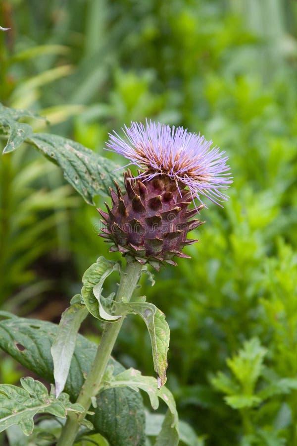 Schottische Distel stockbild. Bild von betrieb, schottisch - 17992015