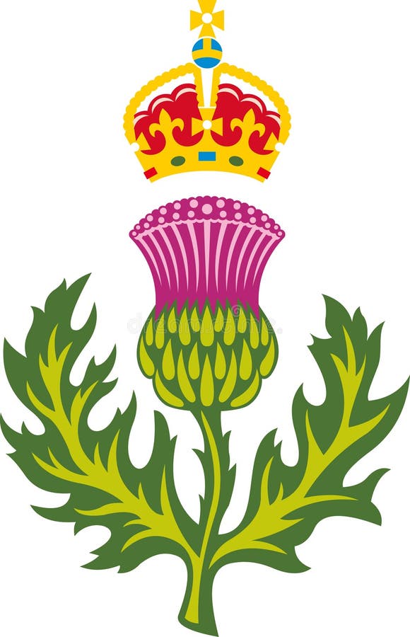 Schottischer Distel .Symbol Schottlands Vektor Abbildung - Illustration ...
