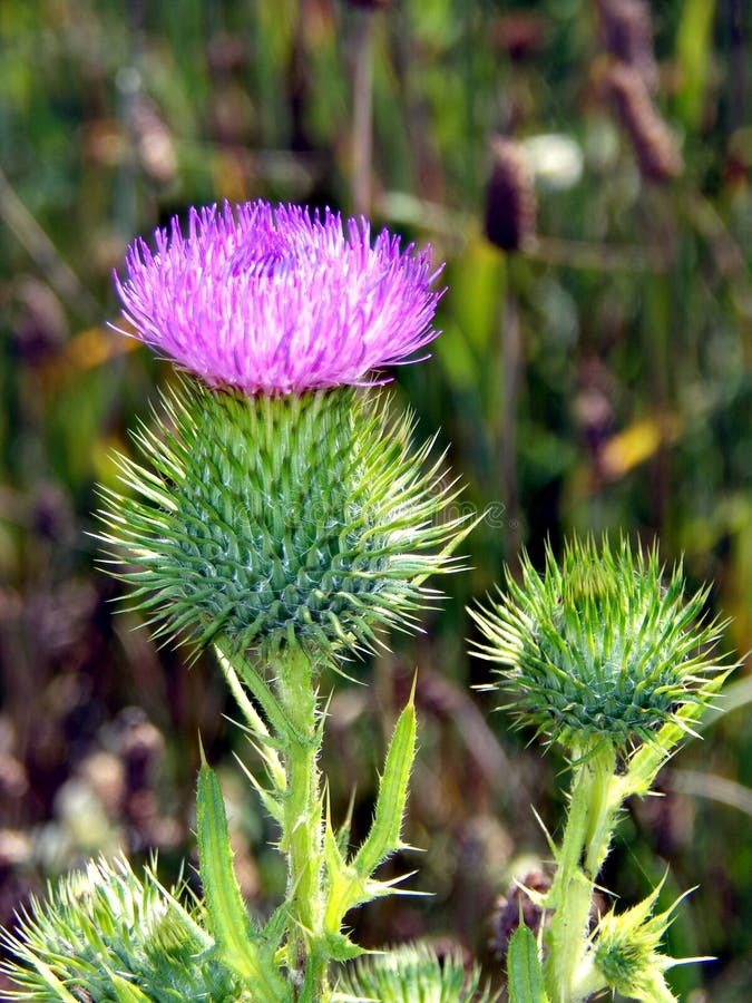 Schottische Distel stockbild. Bild von purpurrot, blume - 4909793