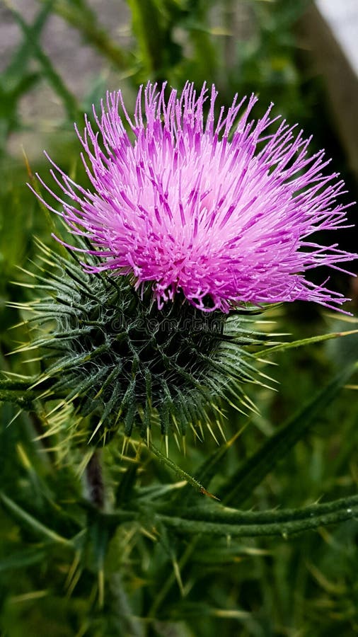 Schottische Distel in Der Blume Im Wilden Gartenbereich Stockfoto ...
