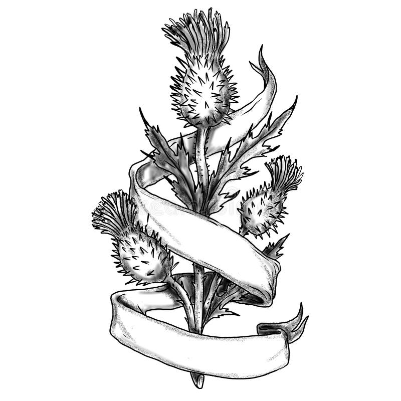 Schottische Distel Mit Band-Skizze Stock Abbildung - Illustration von ...