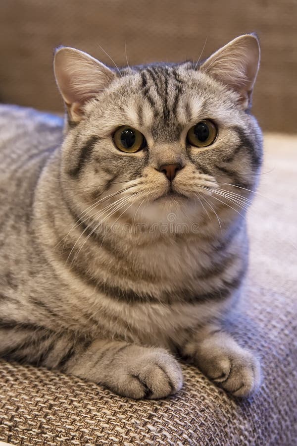 Schottische Gerade Katzen Bild. Bild: 5826948