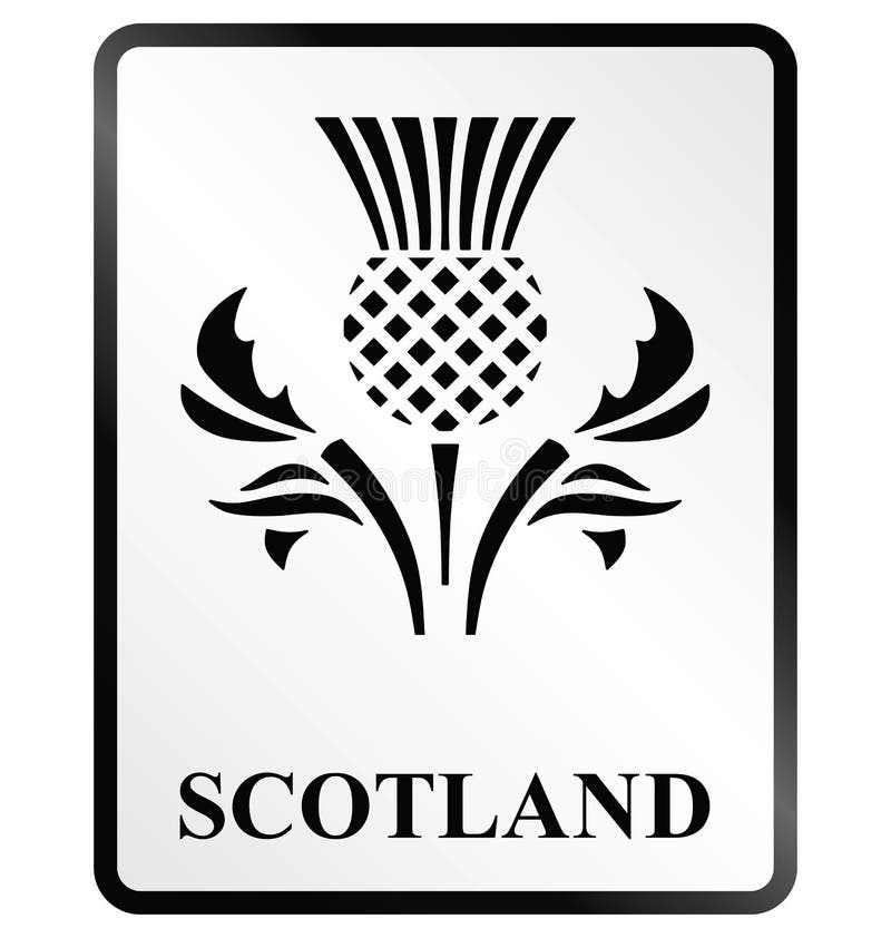 Schottischer Distel .Symbol Schottlands Vektor Abbildung - Illustration ...