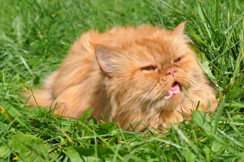 Schreeuwende Rode kat stock afbeelding. Image of rood - 26235015