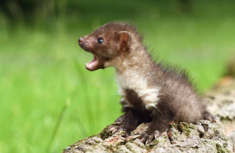 Junger Marder stockfoto. Bild von jung, wiesel, tier - 55511970