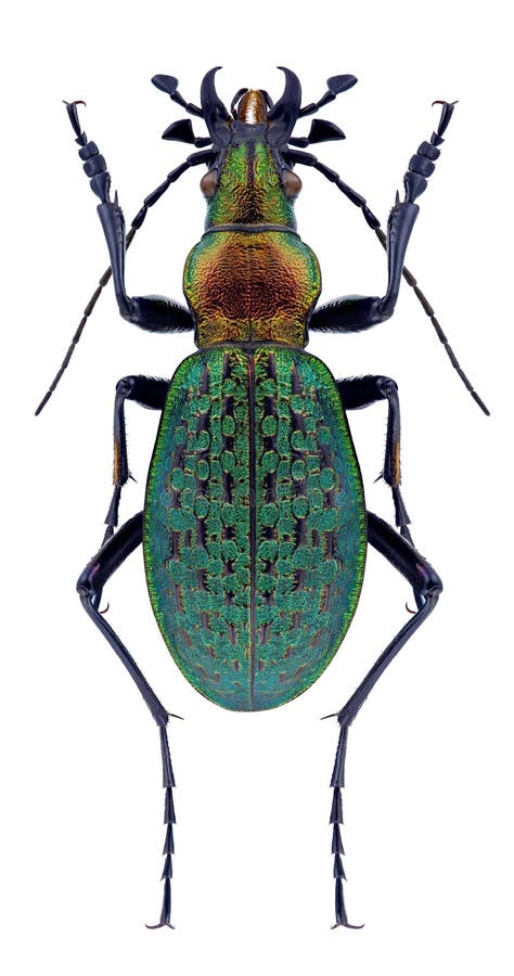 Pustulifer Do Pustulifer De Carabus Do Besouro Imagem de Stock - Imagem ...